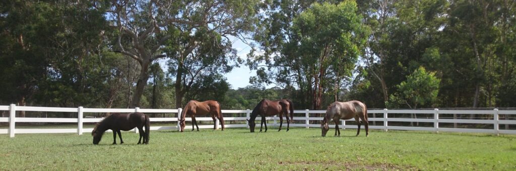 Horse Connection – Hoofbeats Sanctuary